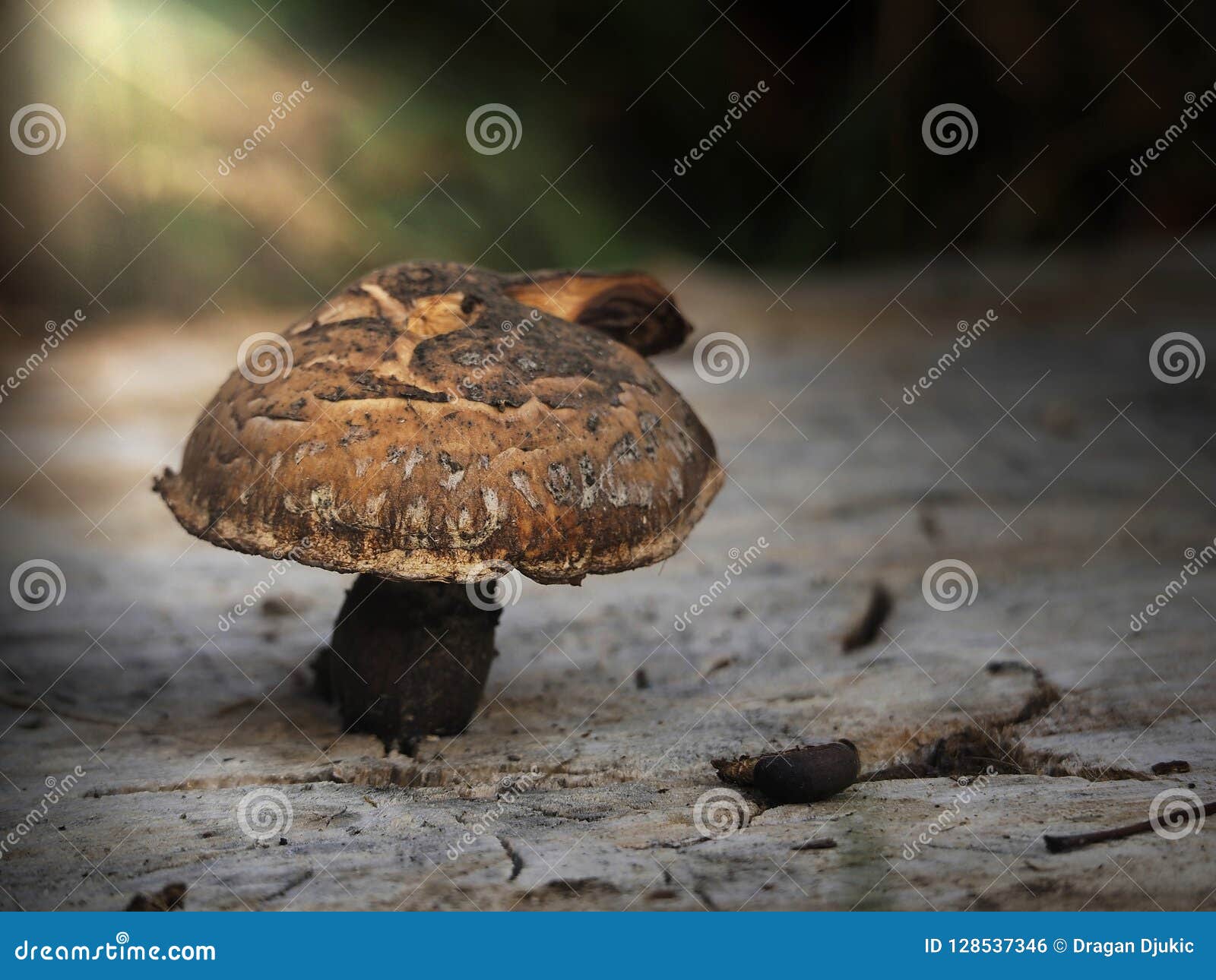 Mushroom on the Stump, Boletus Pinophilus Stock Photo - Image of deadly ...