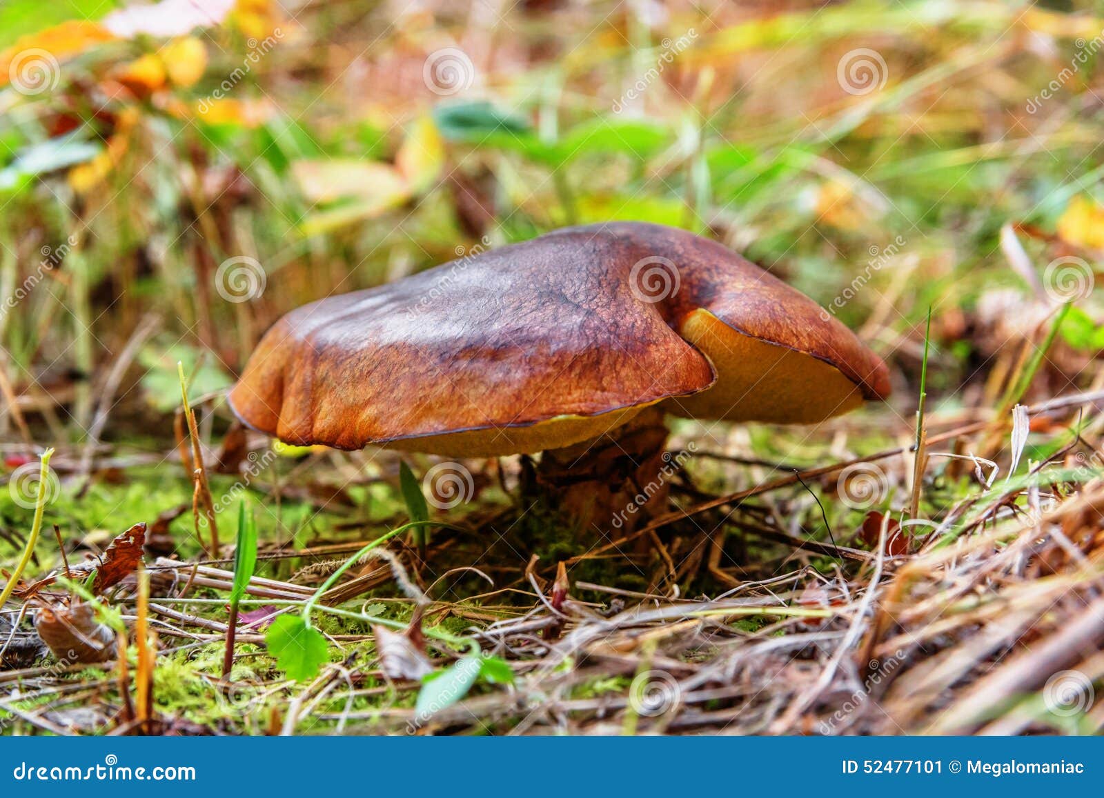 Mushroom suillus luteus stock image. Image of growing - 52477101