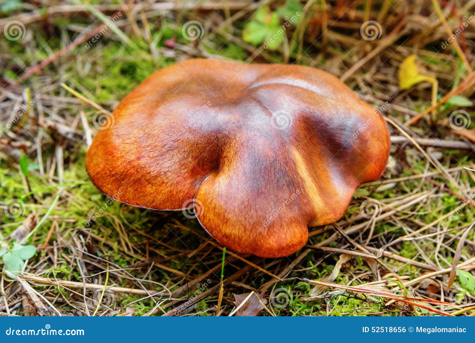 Mushroom suillus luteus stock photo. Image of grow, growth - 52518656