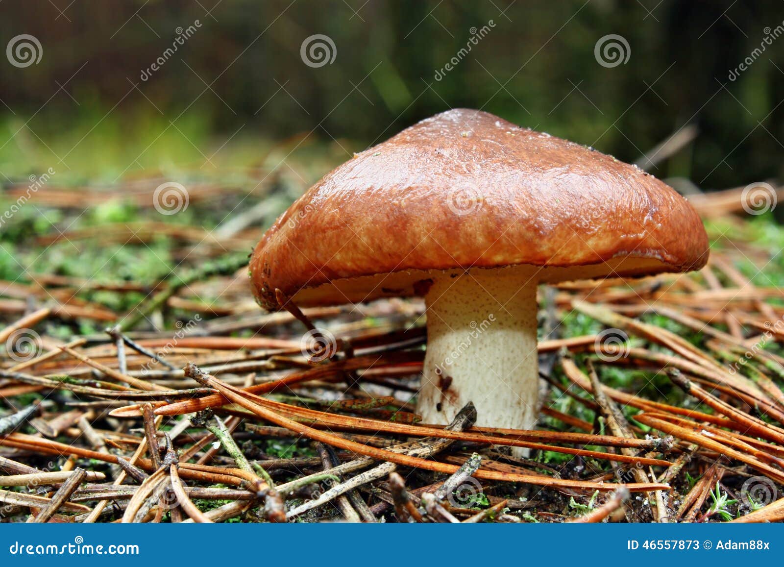 Mushroom suillus luteus stock image. Image of mushrooms - 46557873