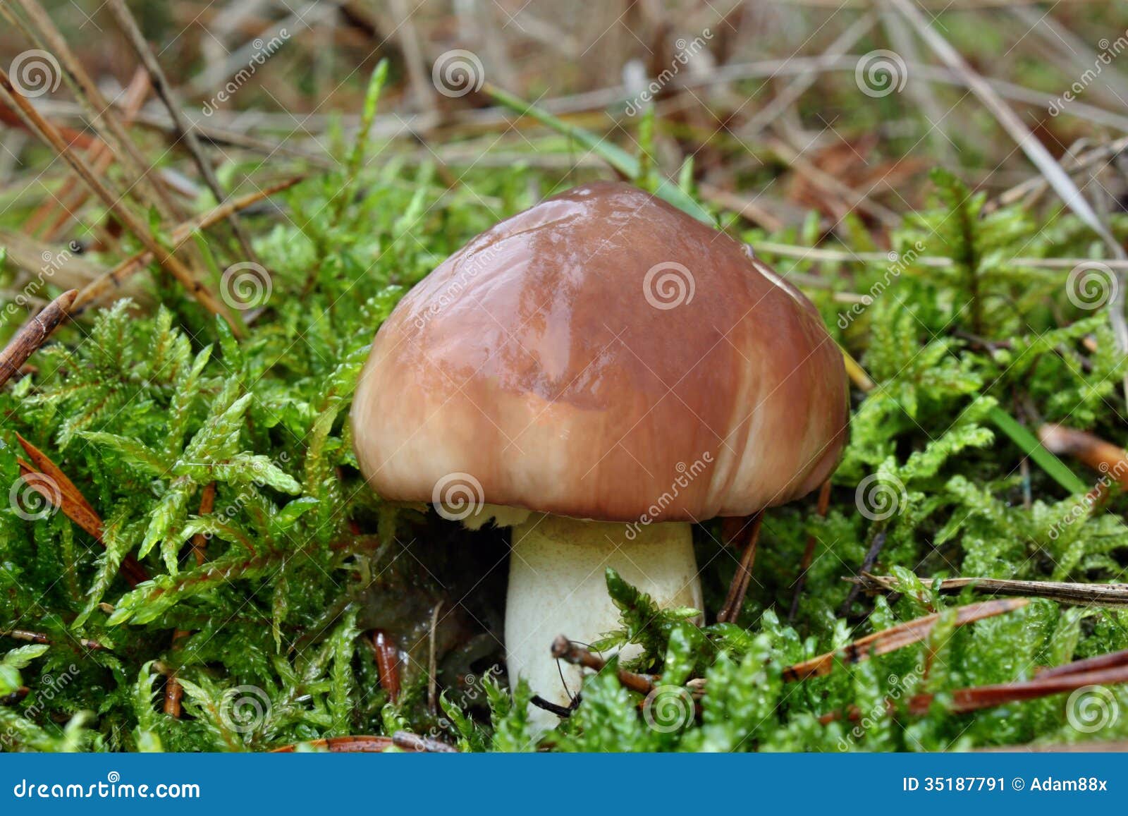 Mushroom suillus luteus stock image. Image of growth - 35187791