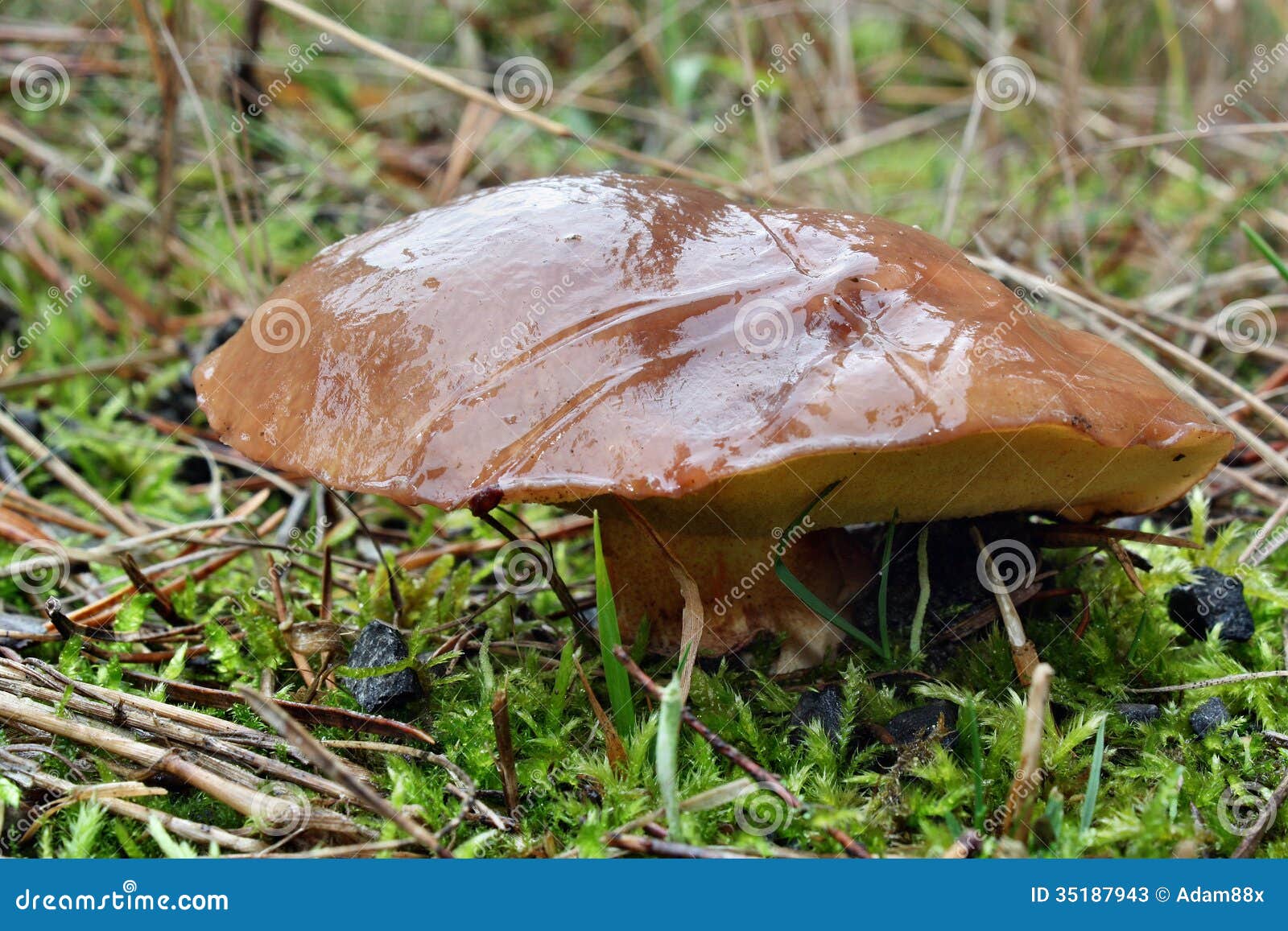 Mushroom suillus luteus stock image. Image of collect - 35187943