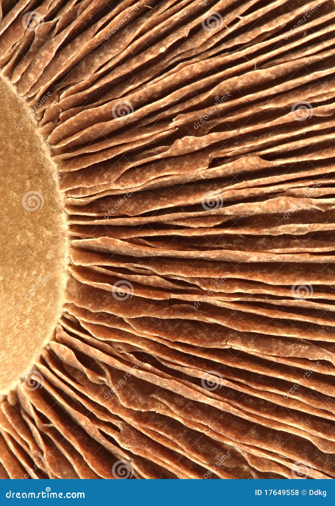 Mushroom Sun stock photo. Image of healthy, nature, mushroom - 17649558