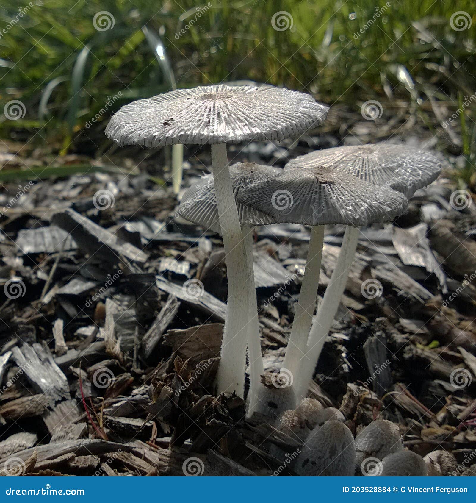 Mushroom Sun 03 stock photo. Image of ground, mushroom - 203528884