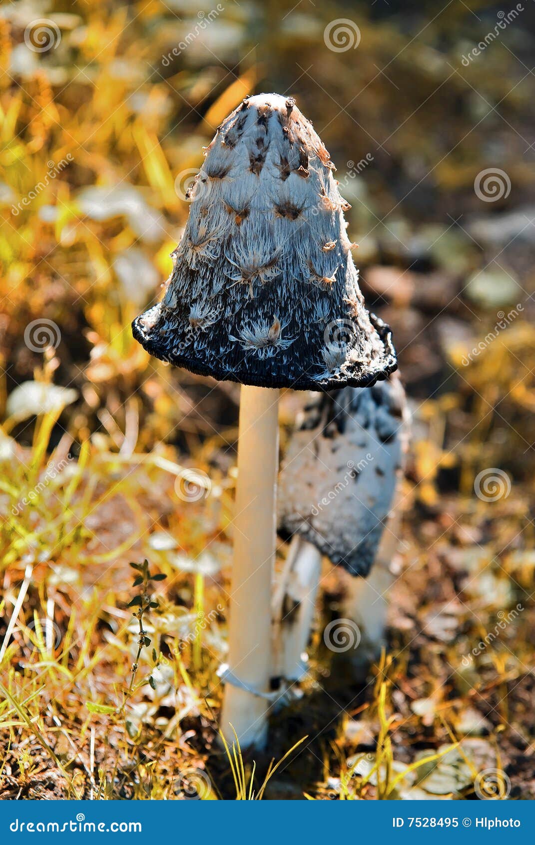 Mushroom in the Sun stock image. Image of natural, food - 7528495