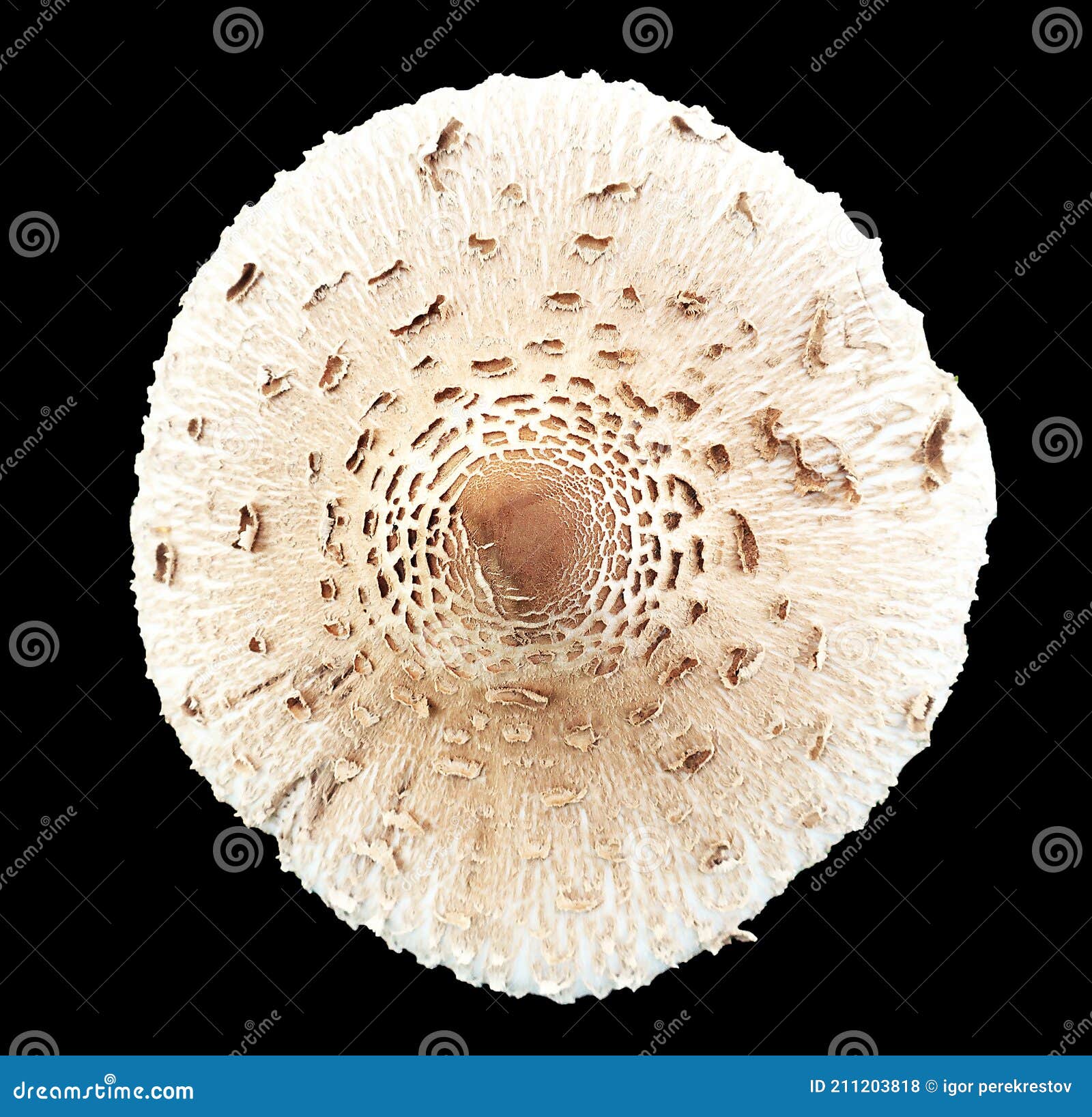 Mushroom Surface Texture Isolated on Black Background, Top View Close ...