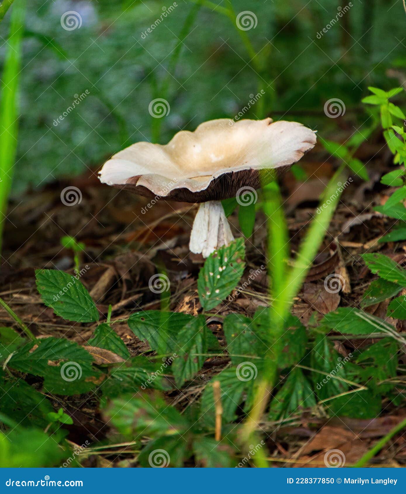 Mushroom in Swamp stock photo. Image of swamp, mushroom - 228377850