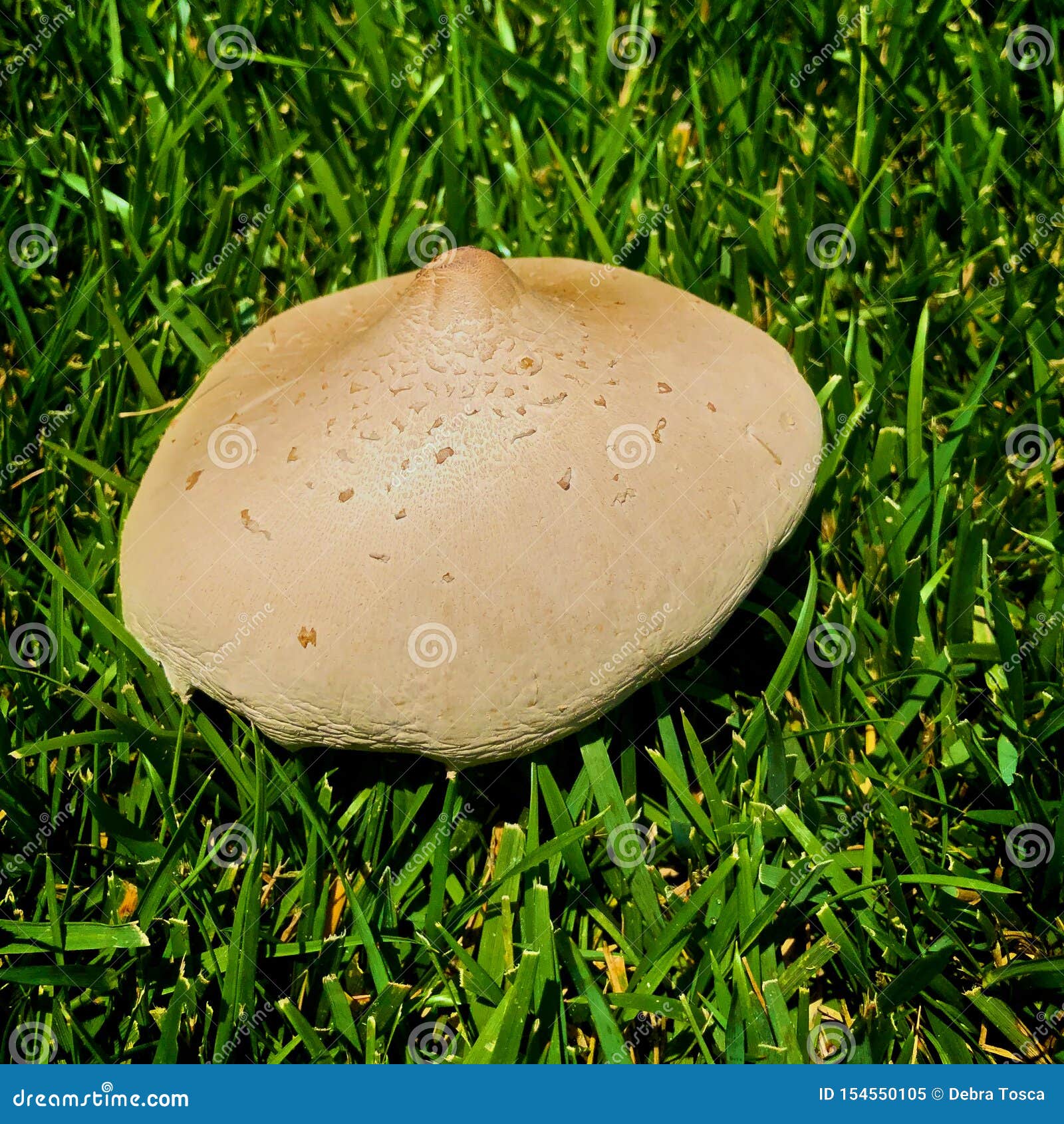 Mushroom tan round stock image. Image of mushroom, looking - 154550105