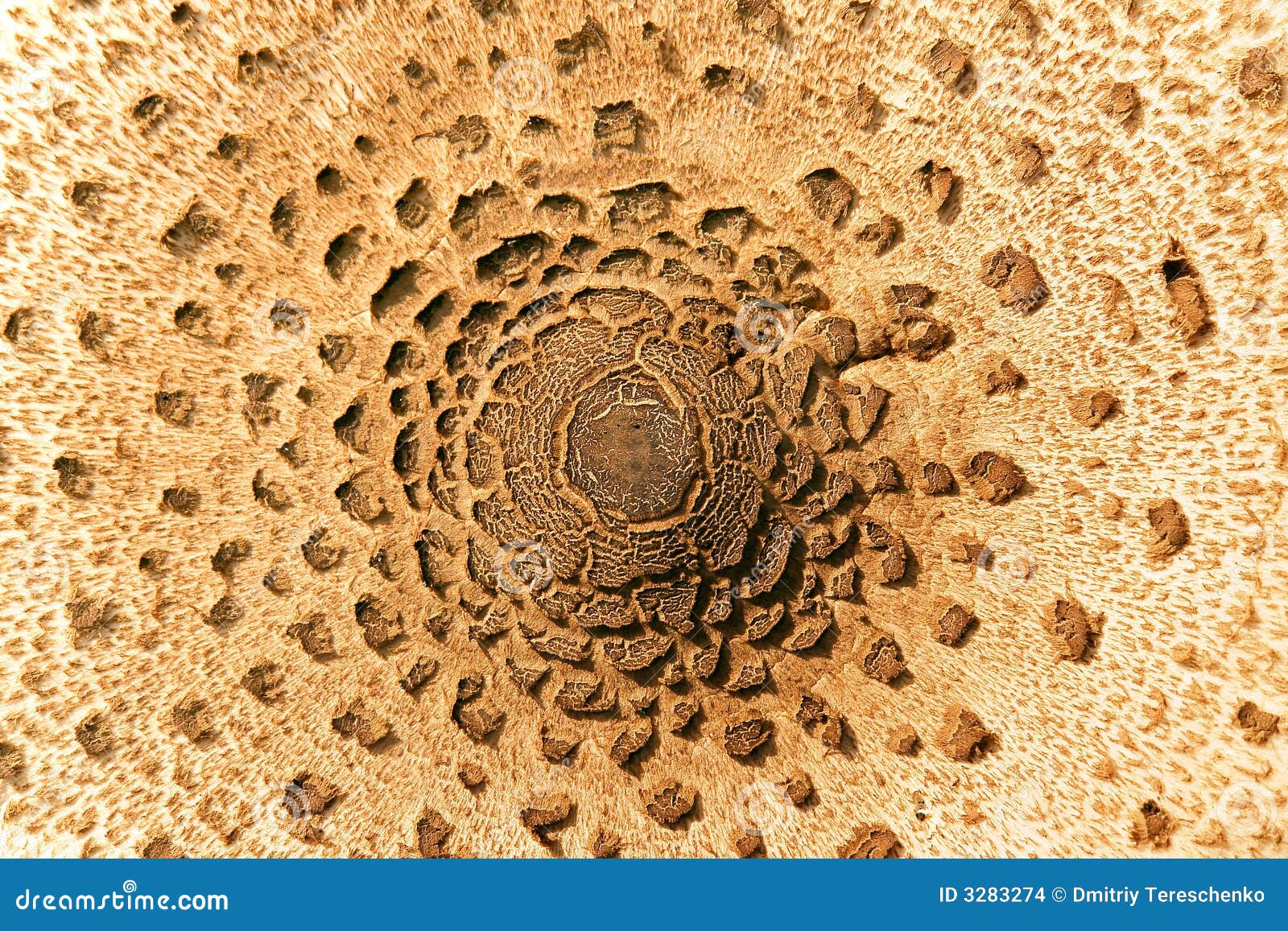 Mushroom texture stock photo. Image of closeup, detail - 3283274