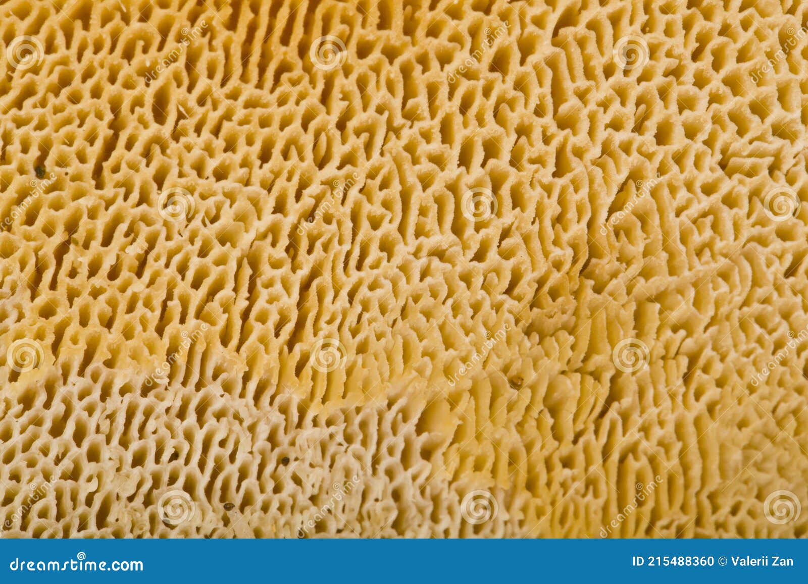 Mushroom Texture As Background Stock Photo - Image of line, distortion ...