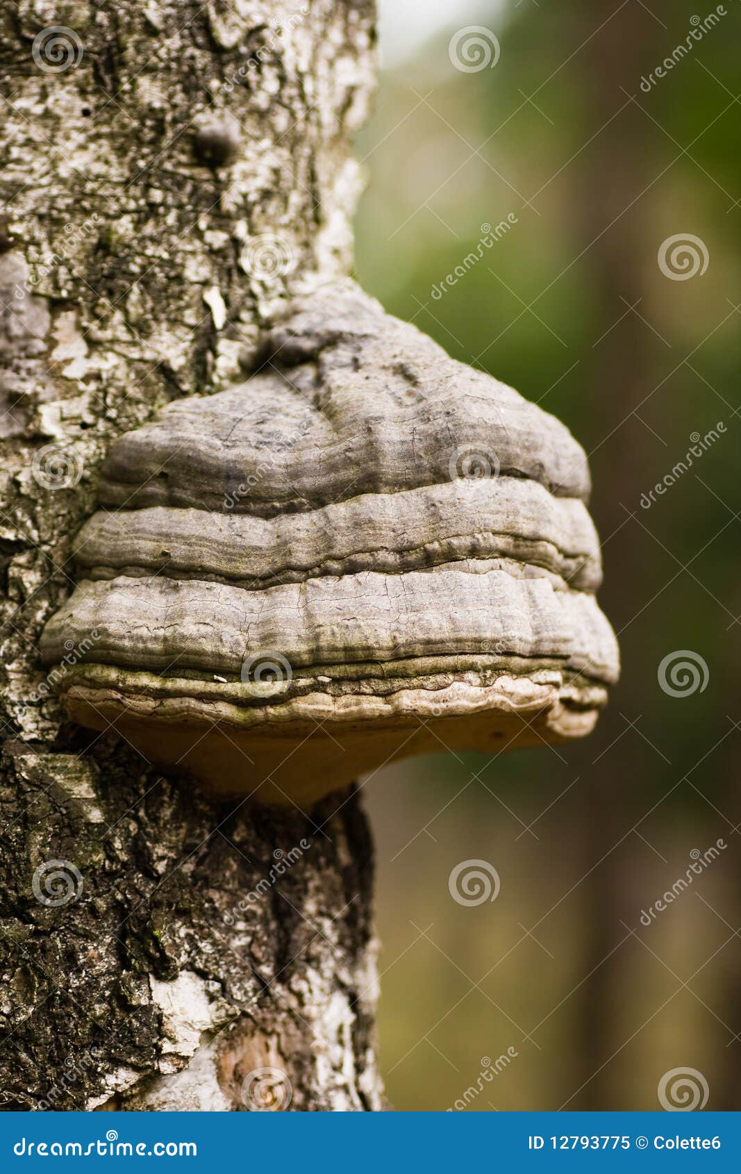 Mushroom Tinder Fungus on Birch Tree Stock Image - Image of fungus ...