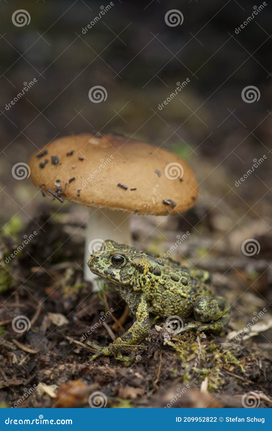 Northern Toad Under Brittle Gill Mushroom Royalty-Free Stock ...