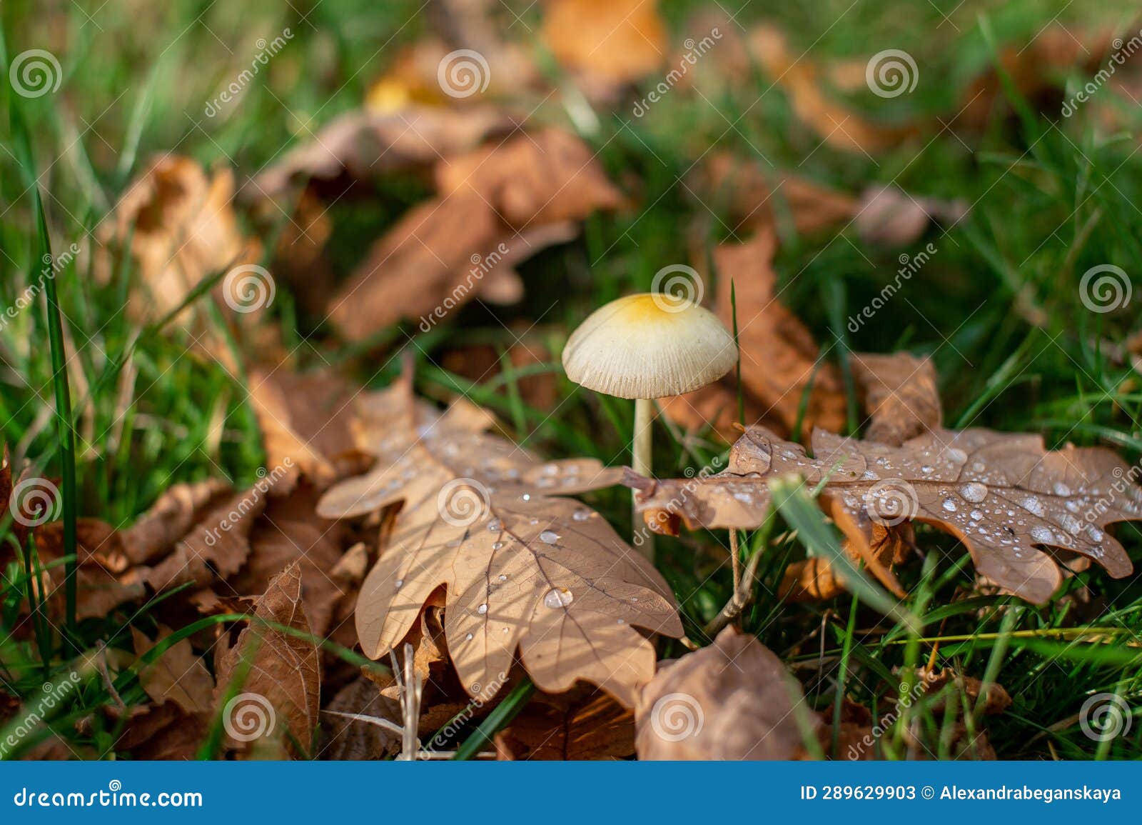 Mushroom Toadstool in Autumn Maple Leaves Stock Image - Image of drop ...