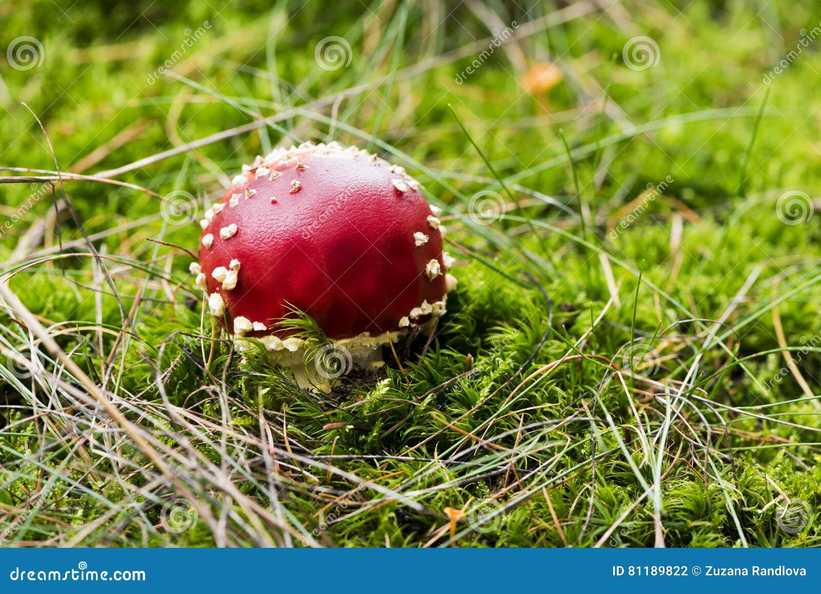 A mushroom or toadstool stock photo. Image of green, mushroom - 81189822
