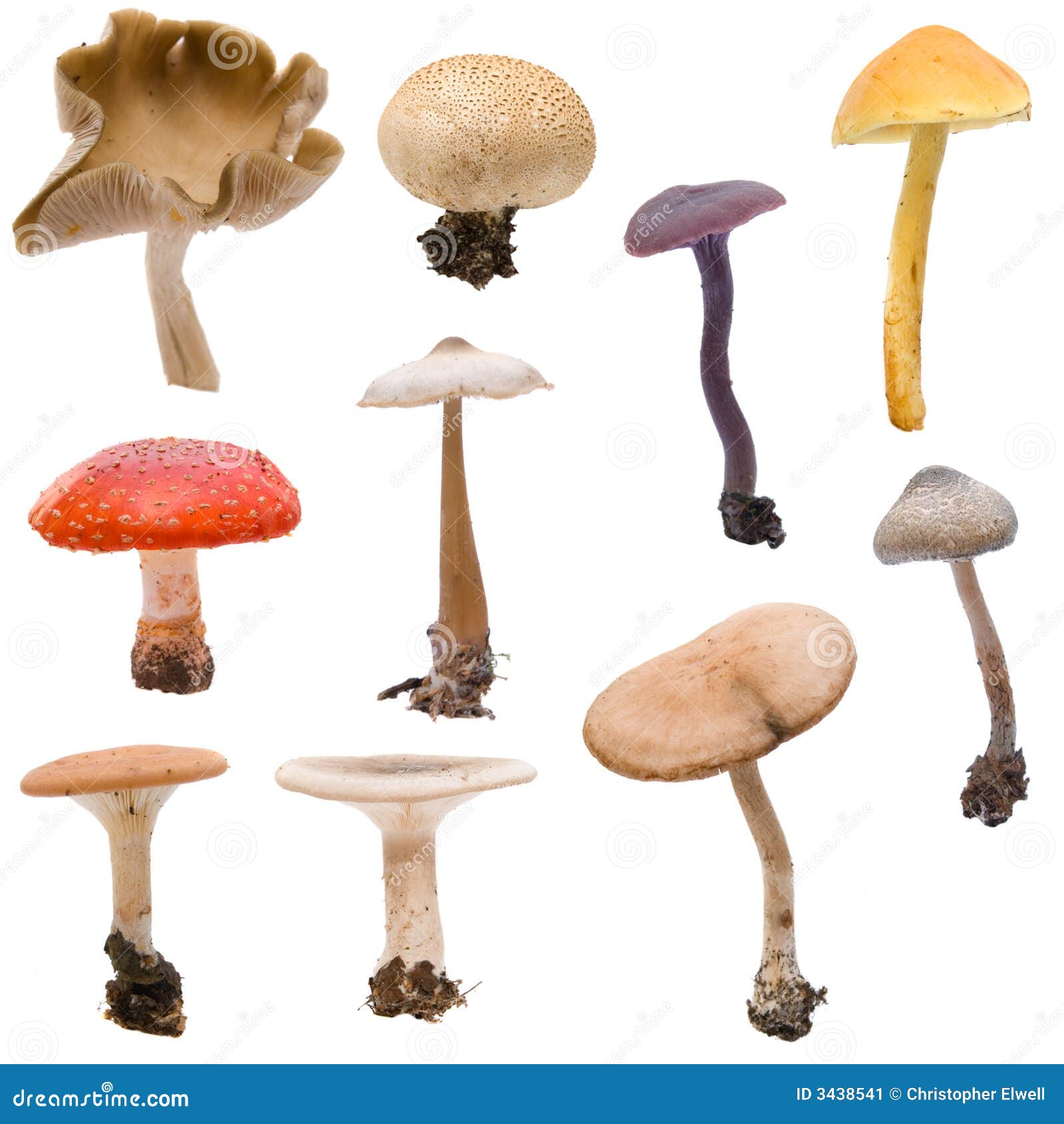 Mushroom & Toadstool Montage Stock Image - Image of autumn, agaric: 3438541