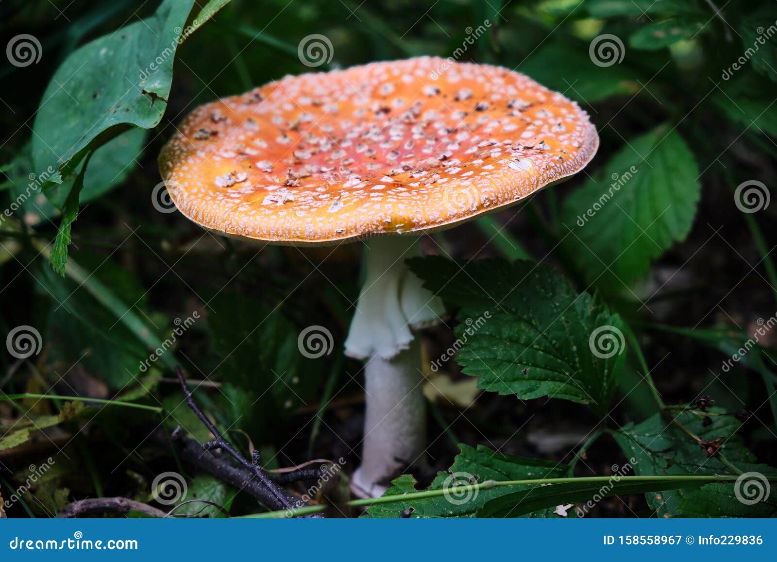 Mushroom toadstool stock image. Image of macro, grey - 158558967