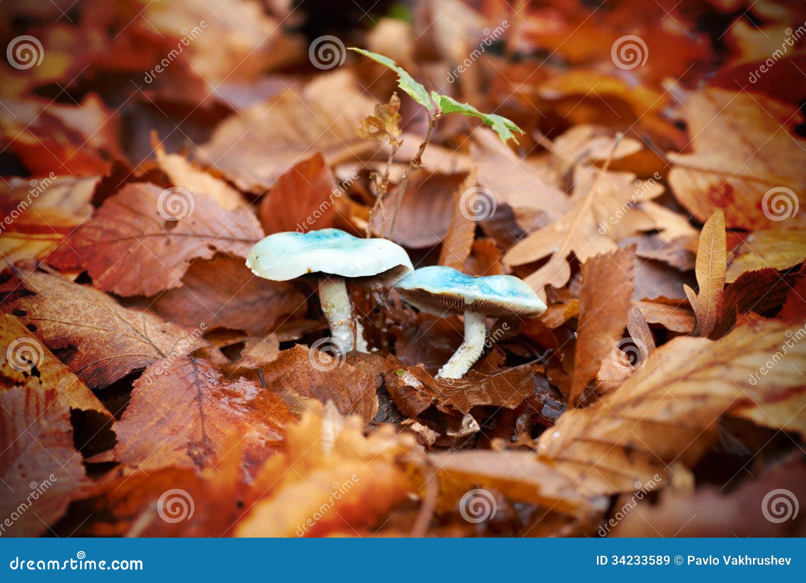 Mushroom toadstool stock image. Image of nature, closeup - 34233589