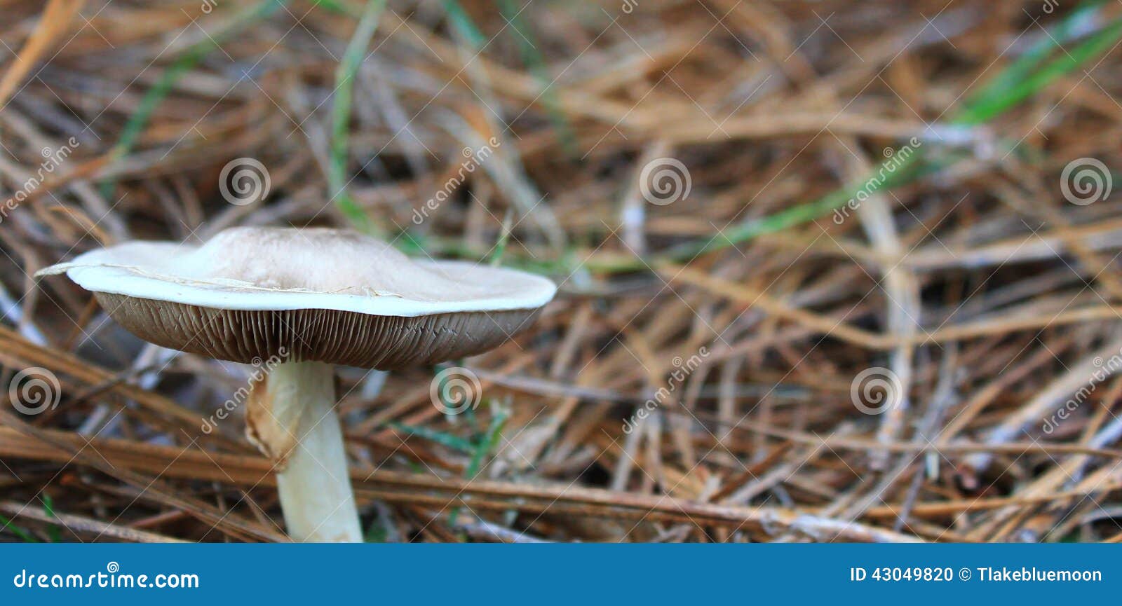 Mushroom Top stock photo. Image of meat, fungi, spores - 43049820