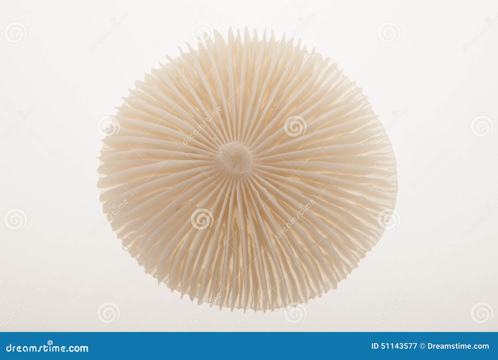 Mushroom top stock image. Image of showing, delicate - 51143577