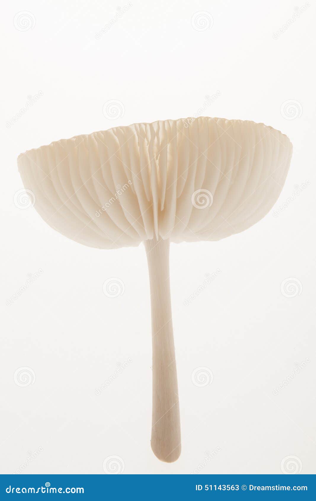 Mushroom top stock image. Image of white, nature, background - 51143563