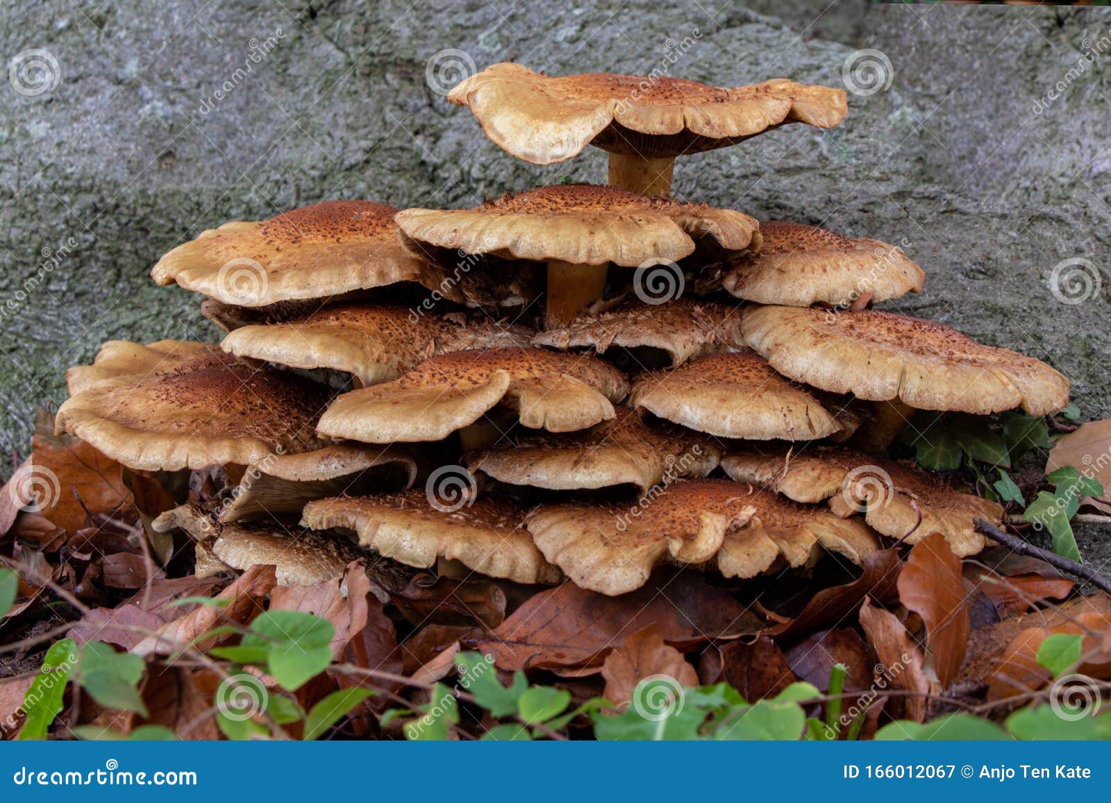Mushroom at tree foot. stock image. Image of natural - 166012067