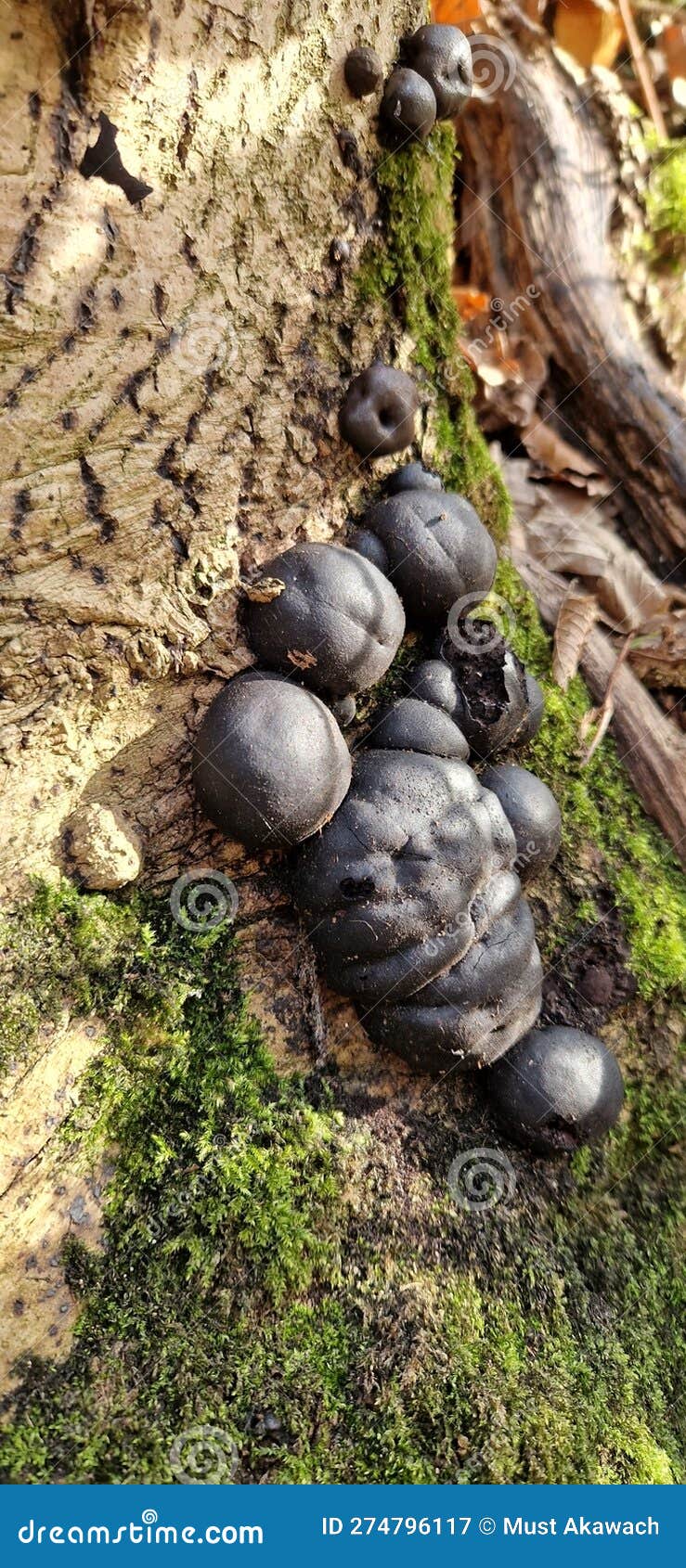 Mushroom Tree Landscape Nature Paysage Stock Image - Image of branch ...