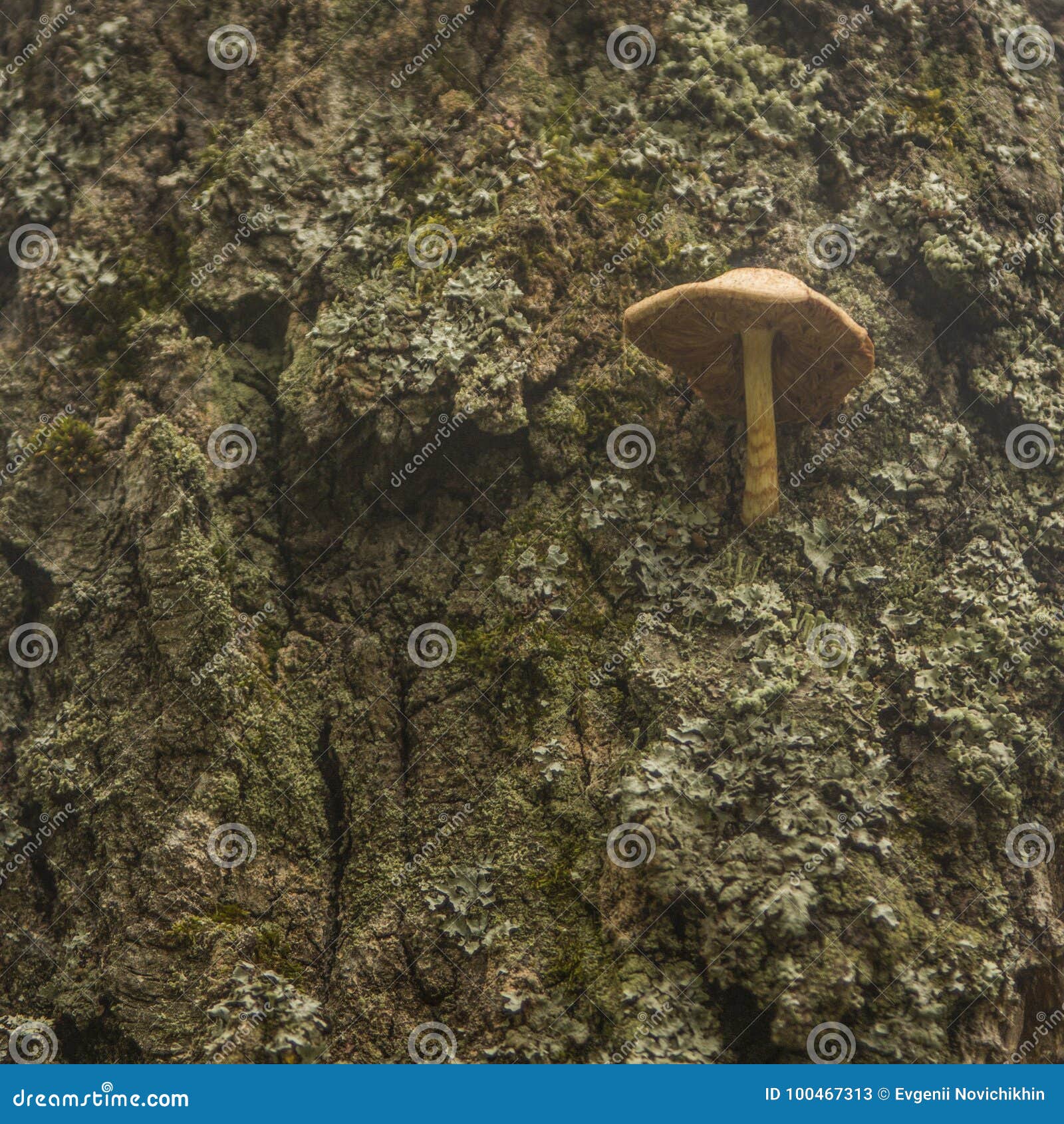 Mushroom on tree stock image. Image of fungi, trunk - 100467313