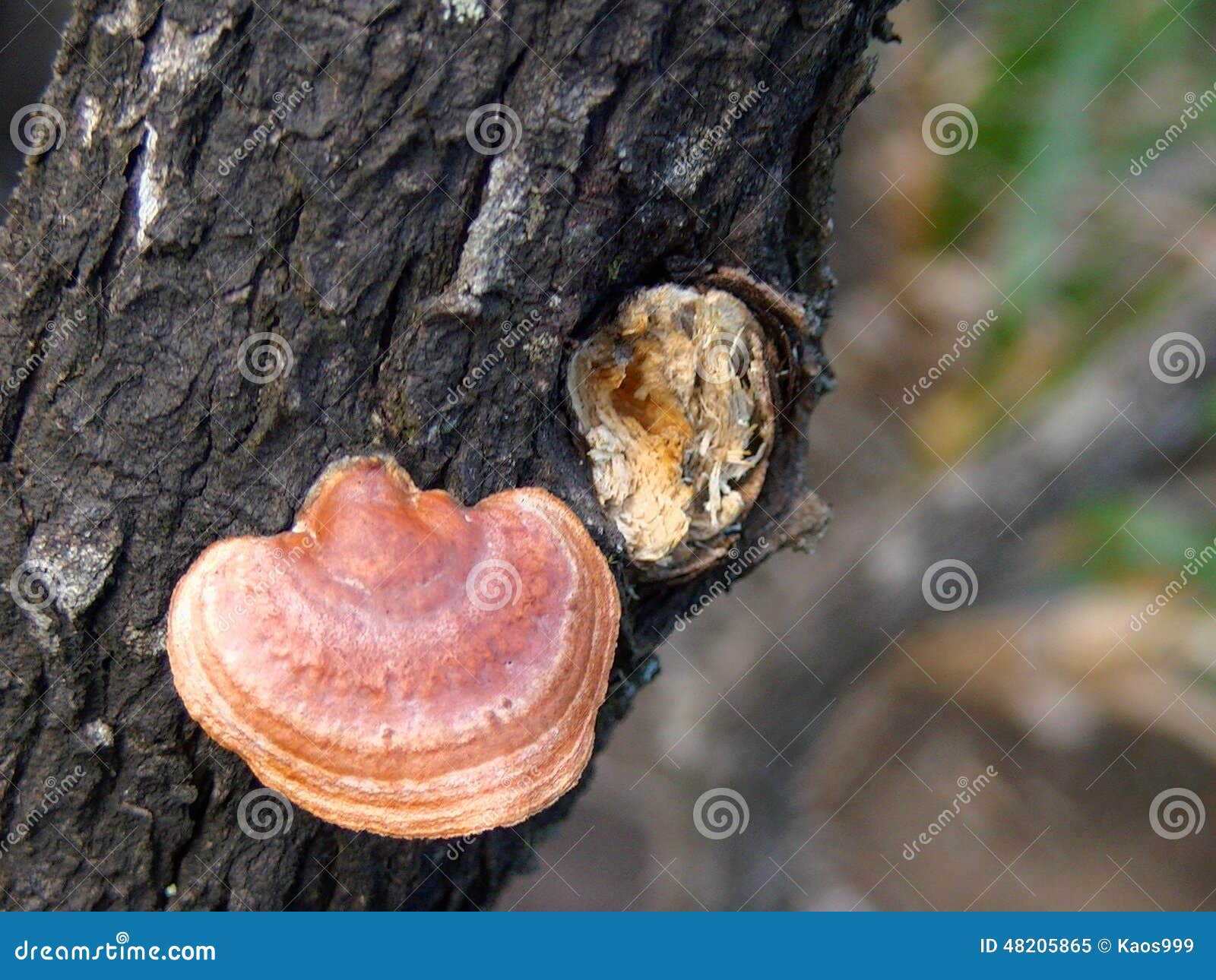 Mushroom stock image. Image of natural, rvore, tree, mushroom - 48205865