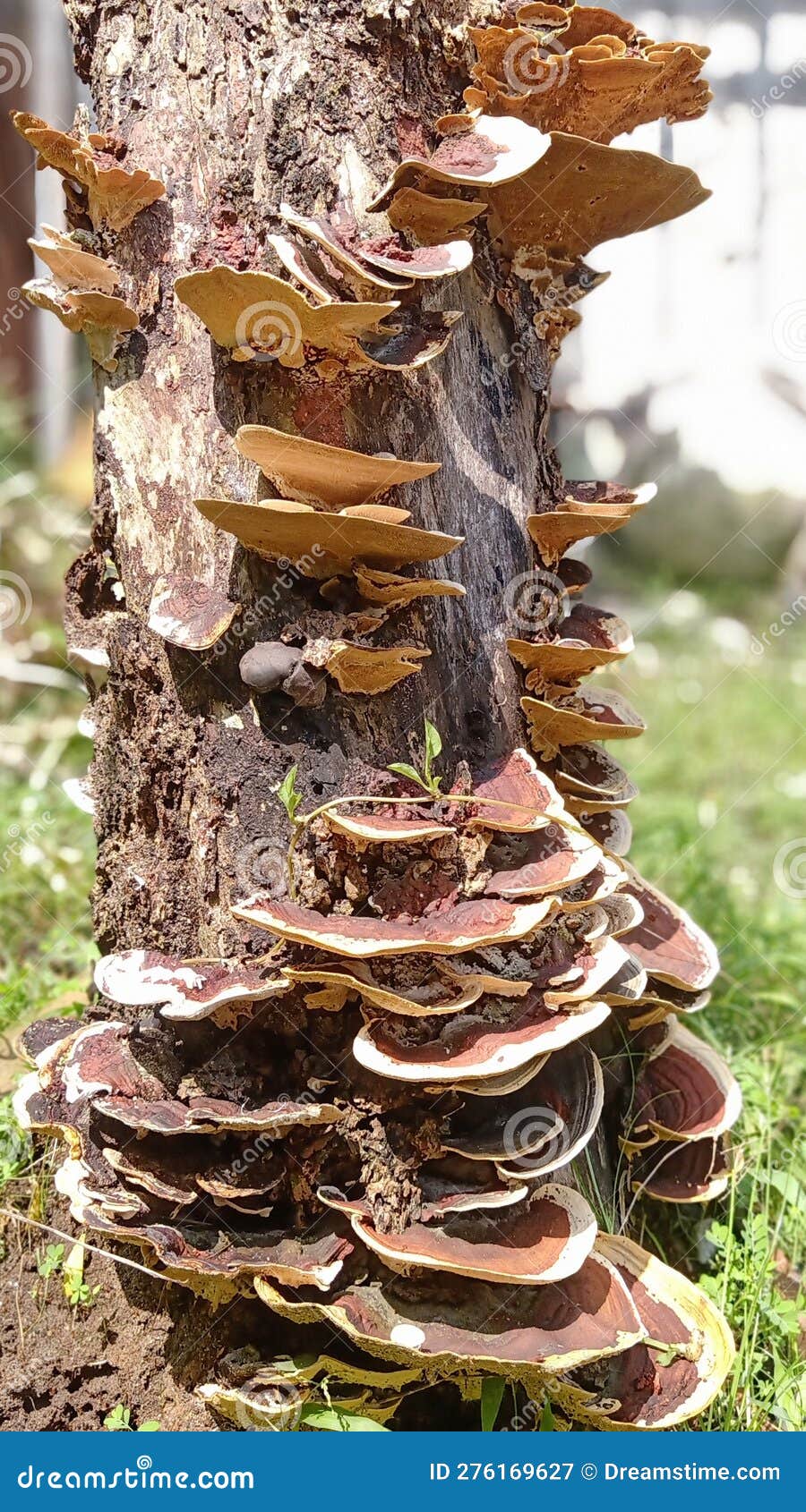 Big Mushroom On Tree Royalty-Free Stock Photography | CartoonDealer.com ...