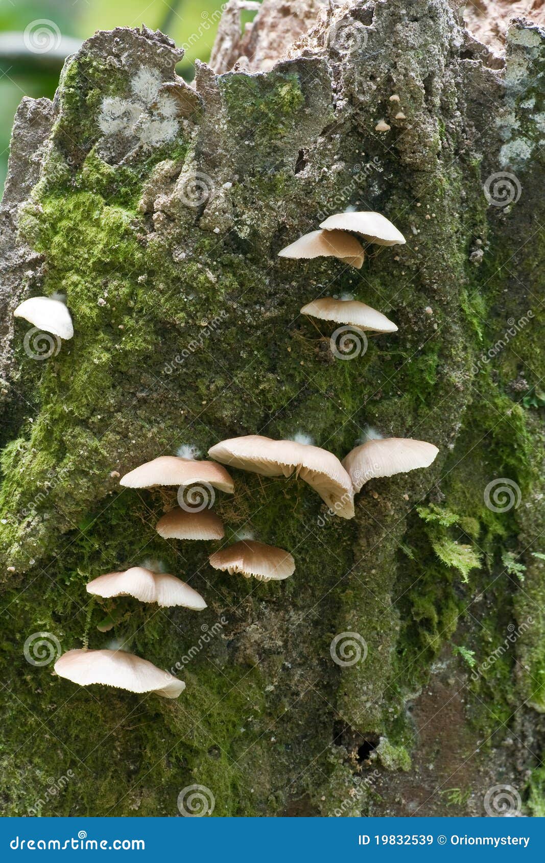 Mushroom on tree trunk stock image. Image of natural - 19832539