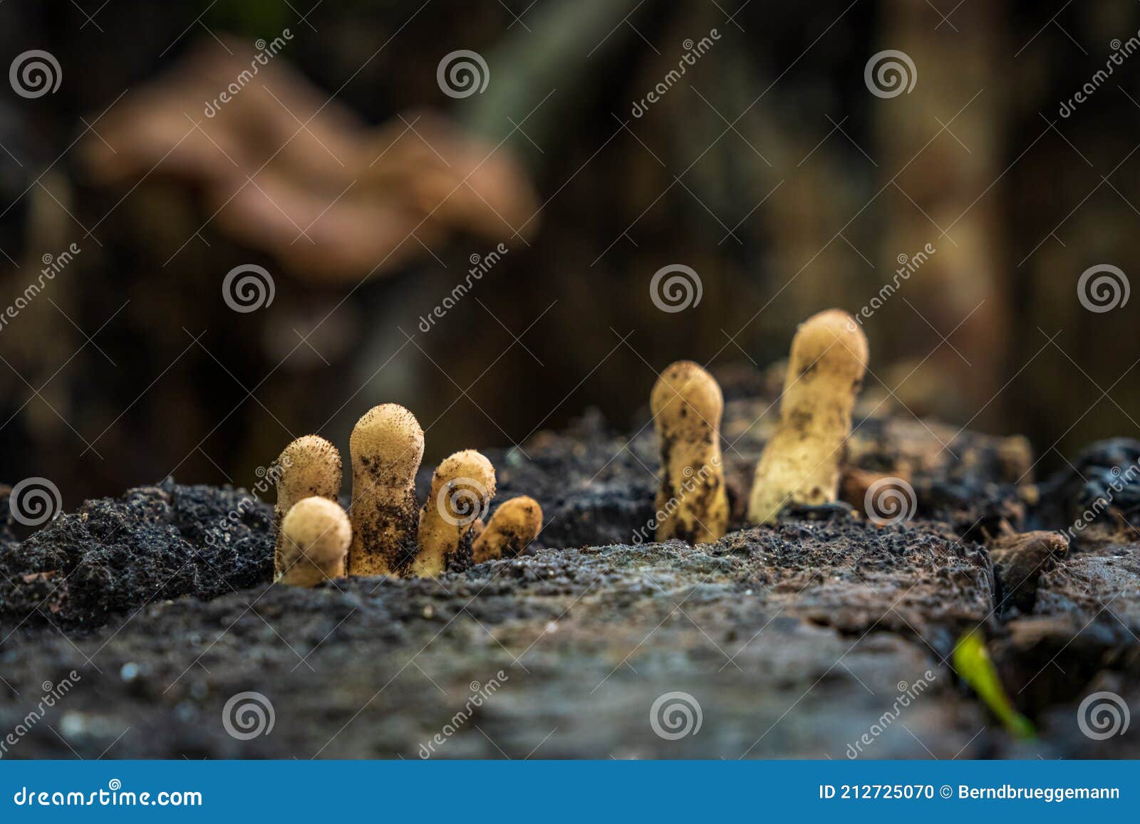 A mushroom on a tree trunk stock photo. Image of fungus - 212725070