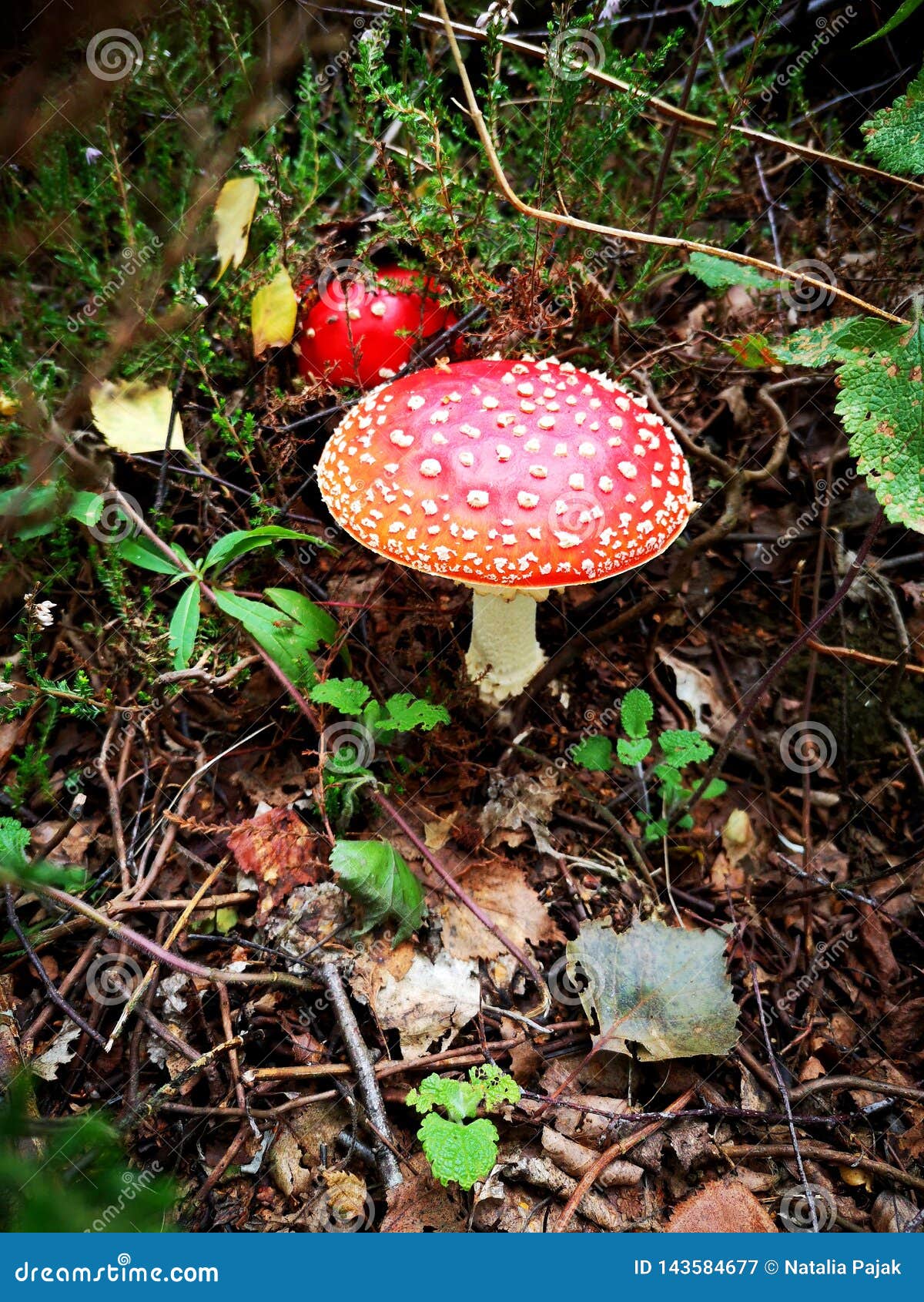 Toadstool, Forest Plants and Lying Brown Leaves Stock Image - Image of ...