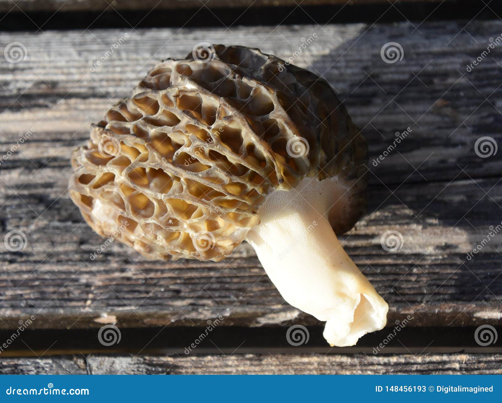 True Morel Morchella Esculenta on a Table Stock Image - Image of yellow ...