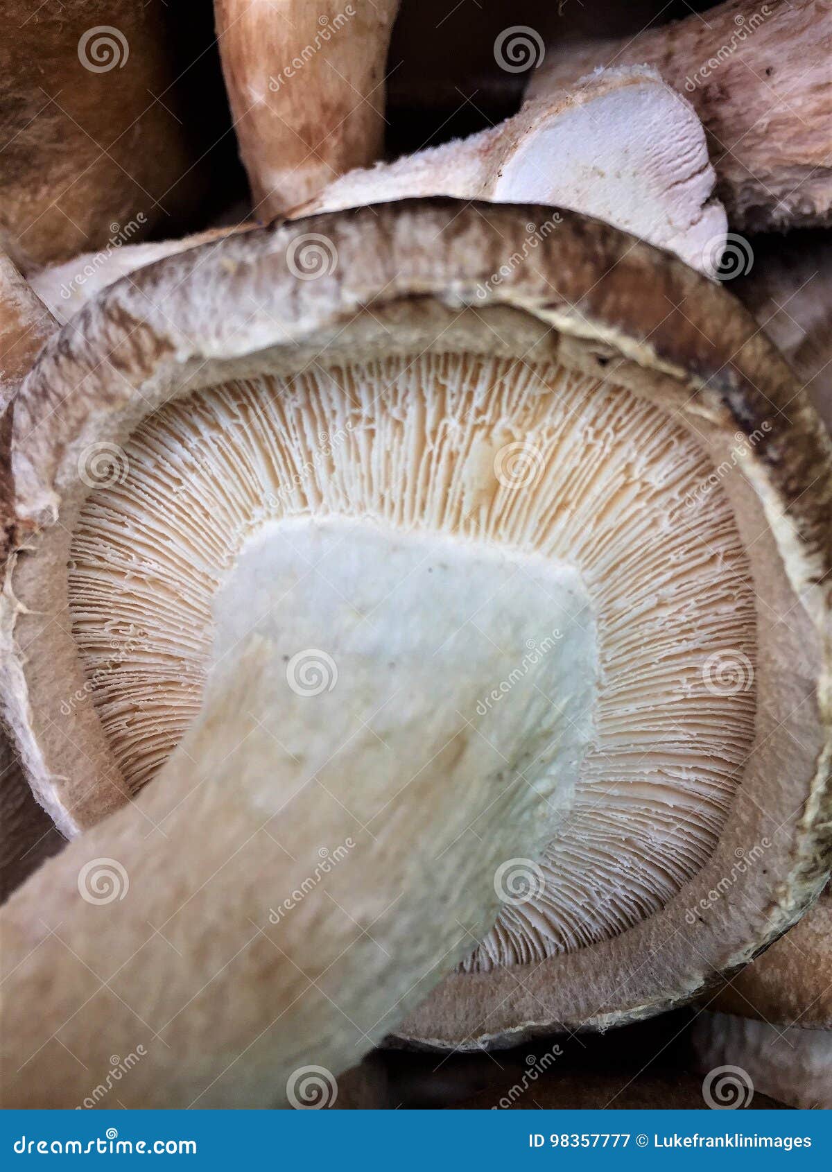 Mushroom underside detail stock image. Image of toadstool - 98357777