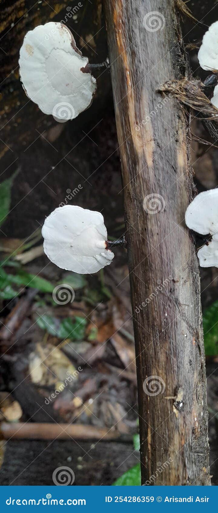 A Mushroom with a Unique Shape and White Color that Grows on Dead and ...
