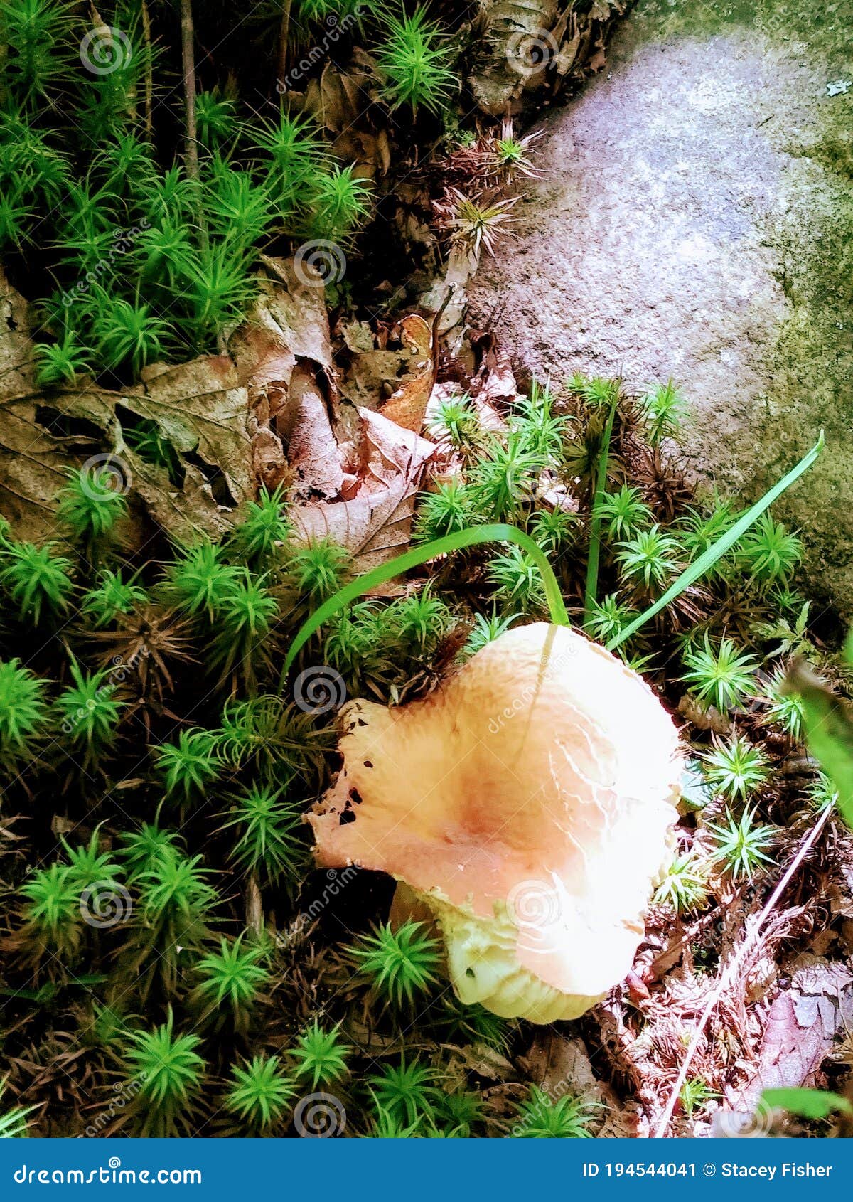 Mushroom up close stock image. Image of nature, leaf - 194544041