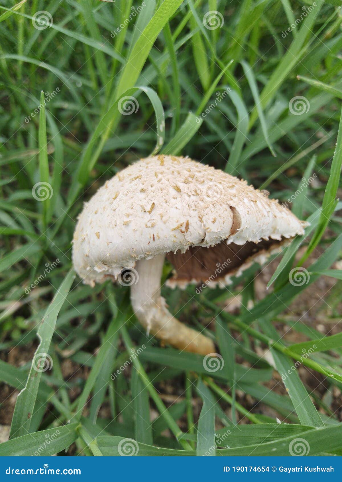 Mushroom with Various Colors Texture. Stock Photo - Image of fungus ...