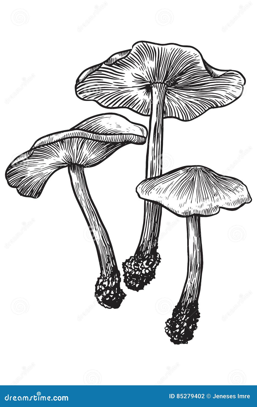 Mushroom Illustration, Drawing, Engraving, Ink, Line Art Stock Vector ...