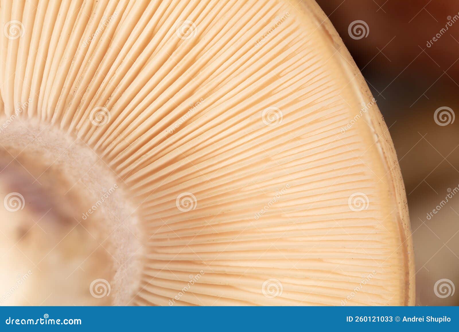 Mushroom View Under the Cap As a Background. Stock Image - Image of ...