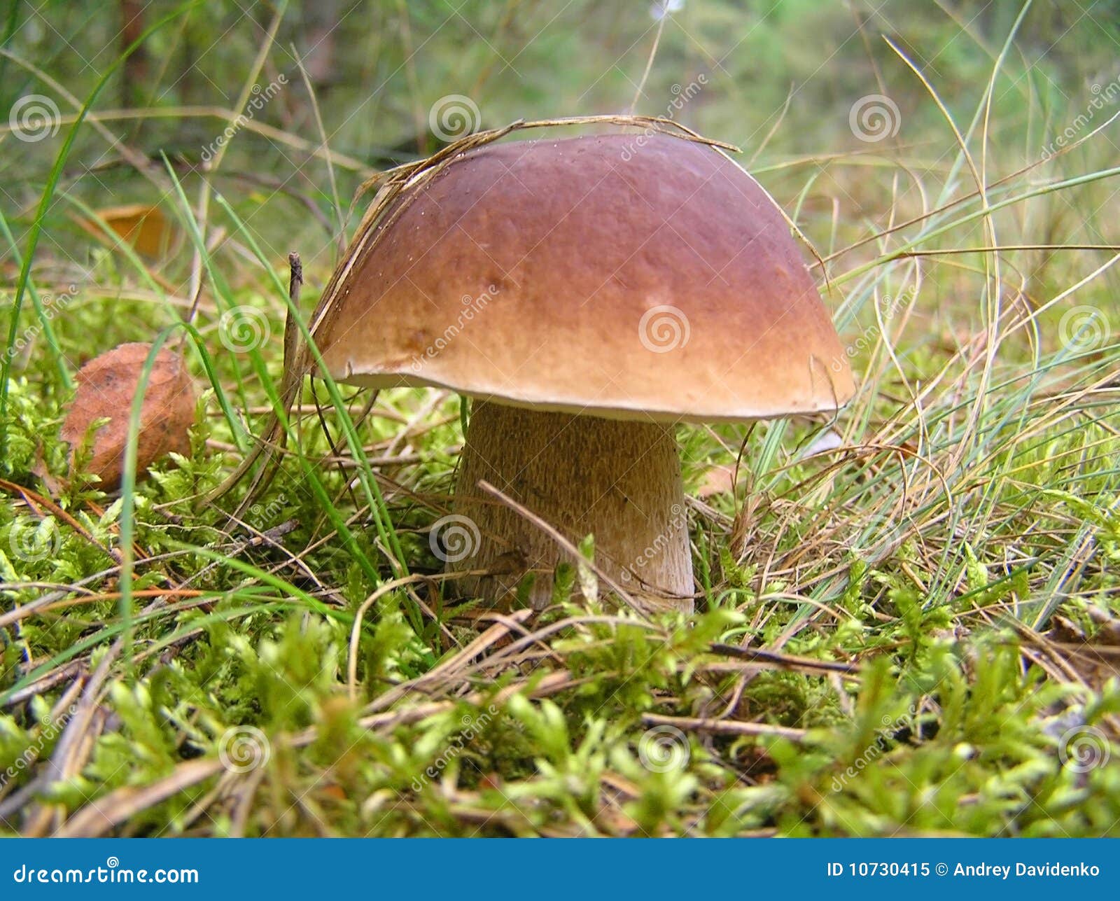 Mushroom White (Boletus Edulis) Stock Image - Image of wood, meal: 10730415