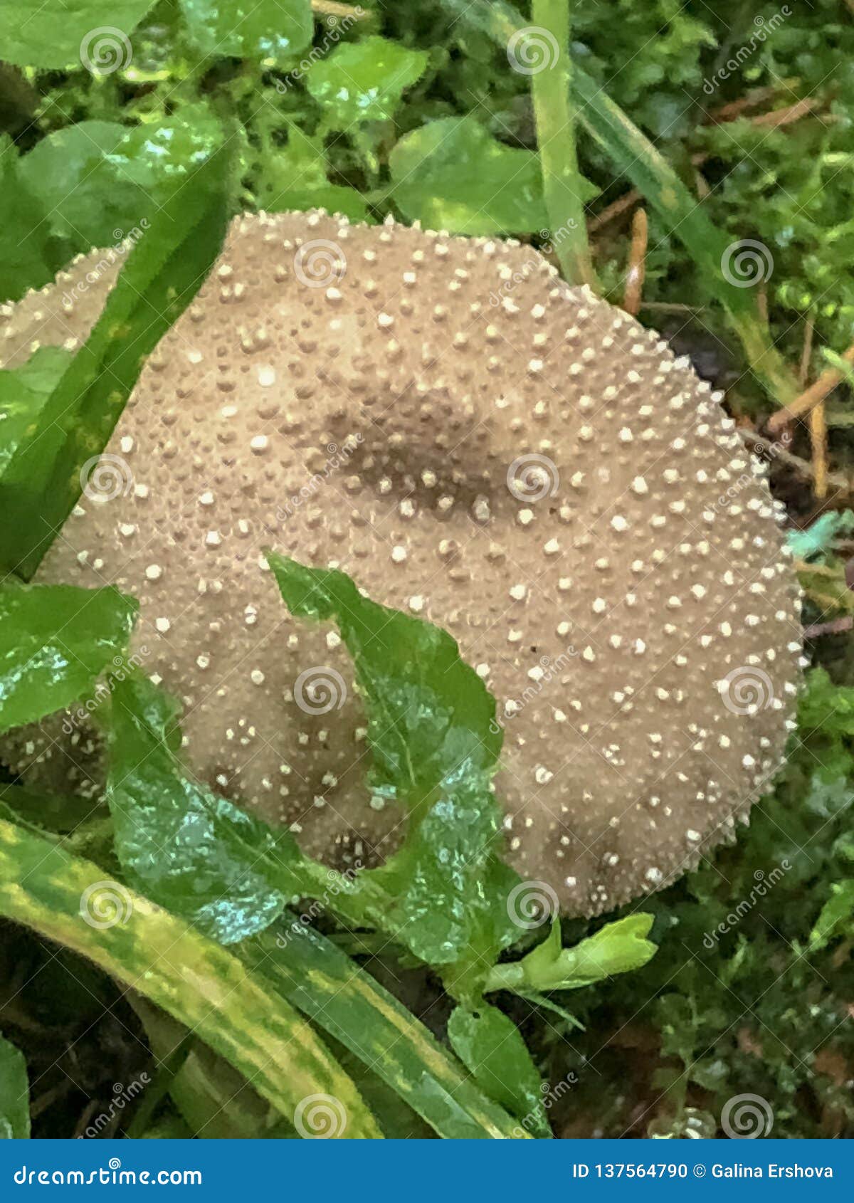 Mushroom with White Dots in the Grass Stock Photo - Image of inedible ...