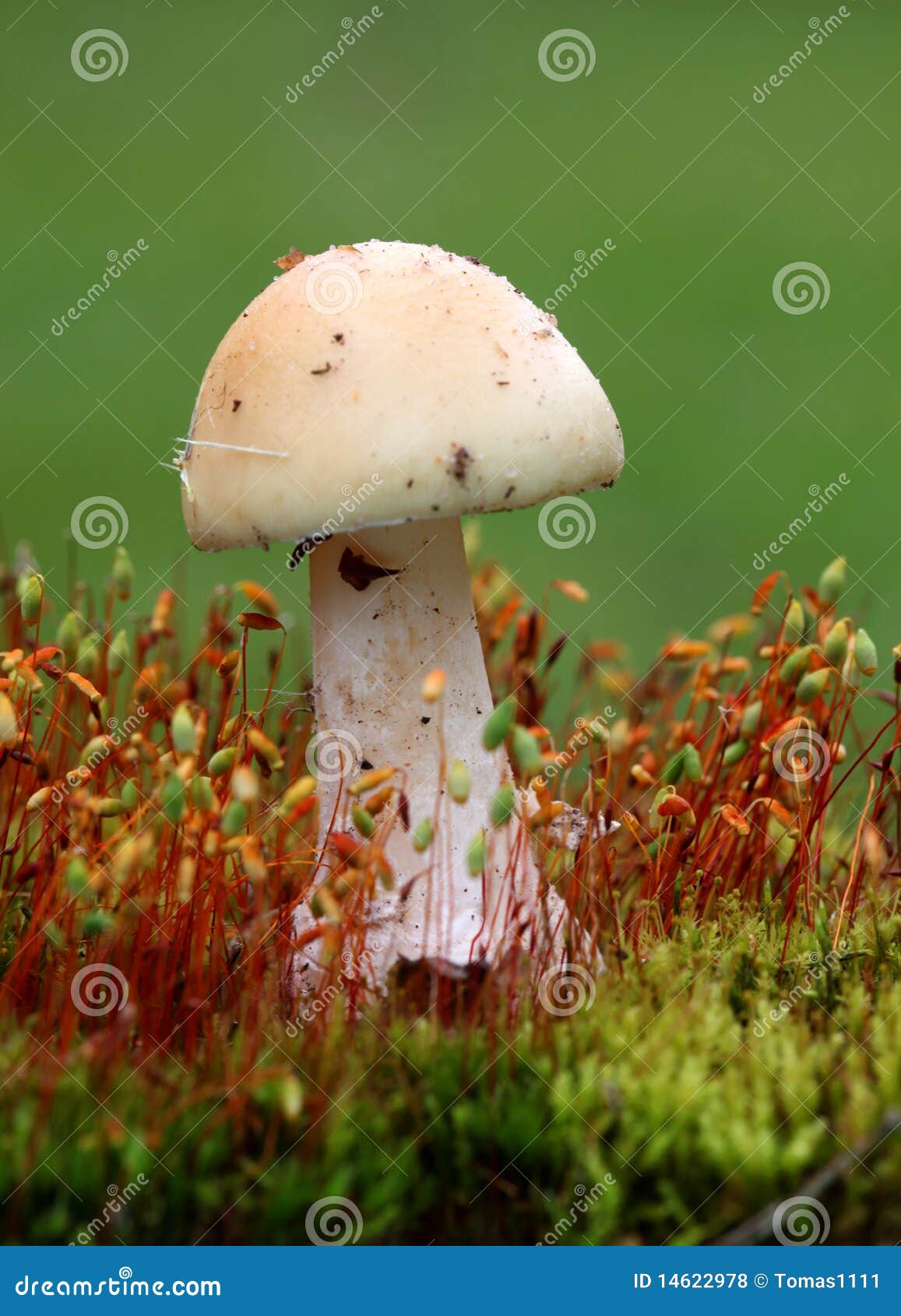 Mushroom - white toadstool stock photo. Image of amanita - 14622978