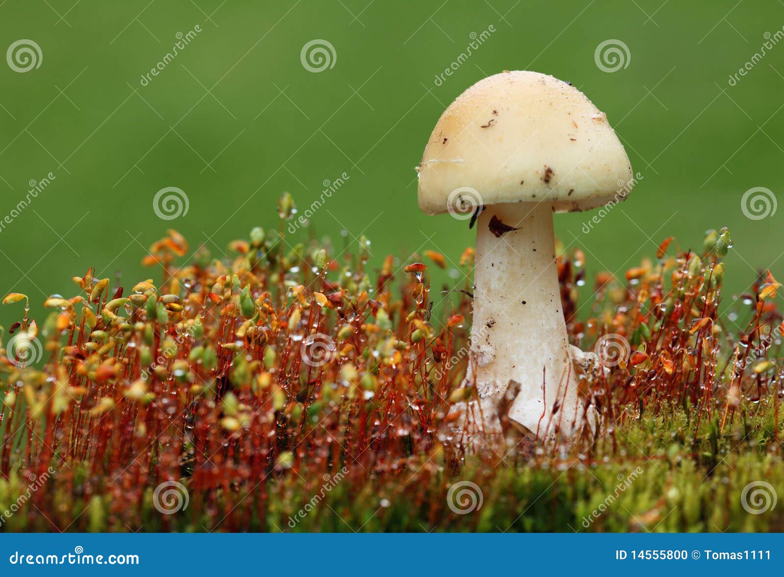 Mushroom - White Toadstool in Moss Stock Photo - Image of lawn, poison ...