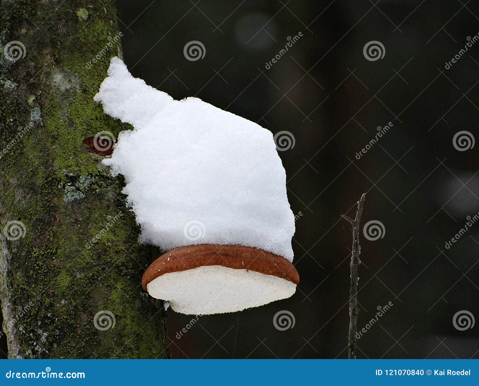 Mushroom on winter tree stock photo. Image of tree, floor - 121070840