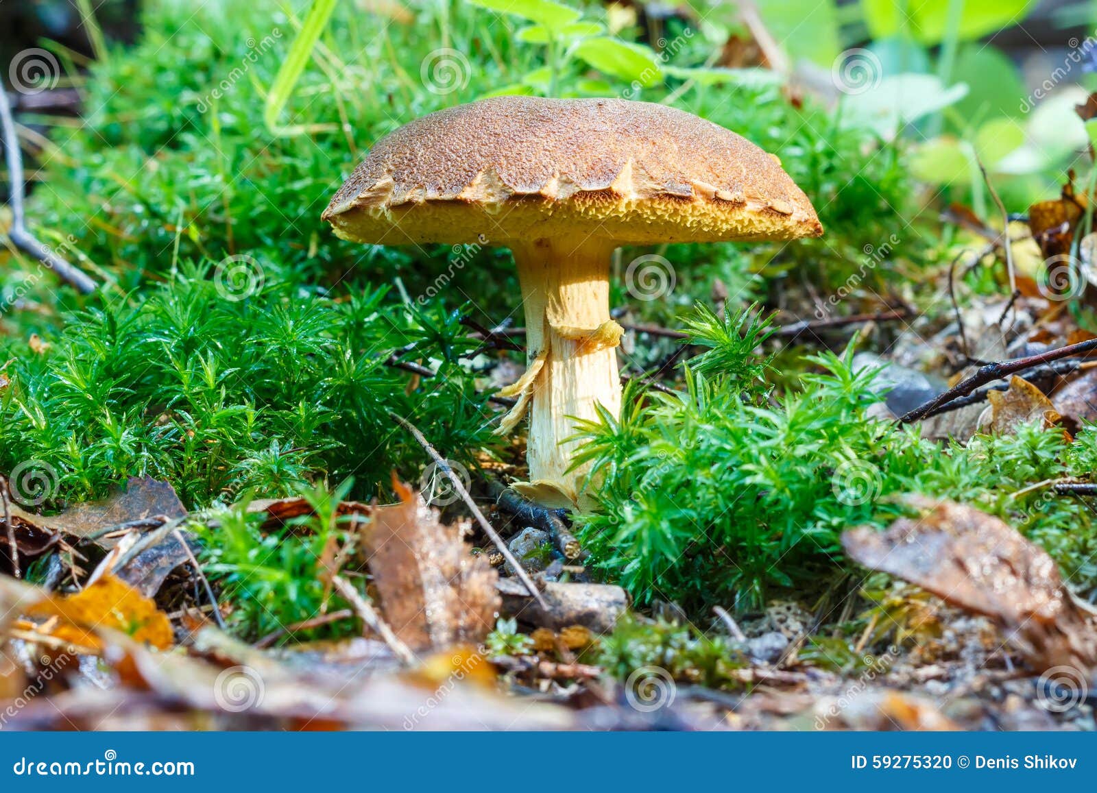 Mushroom Xerocomus stock photo. Image of fall, branches - 59275320