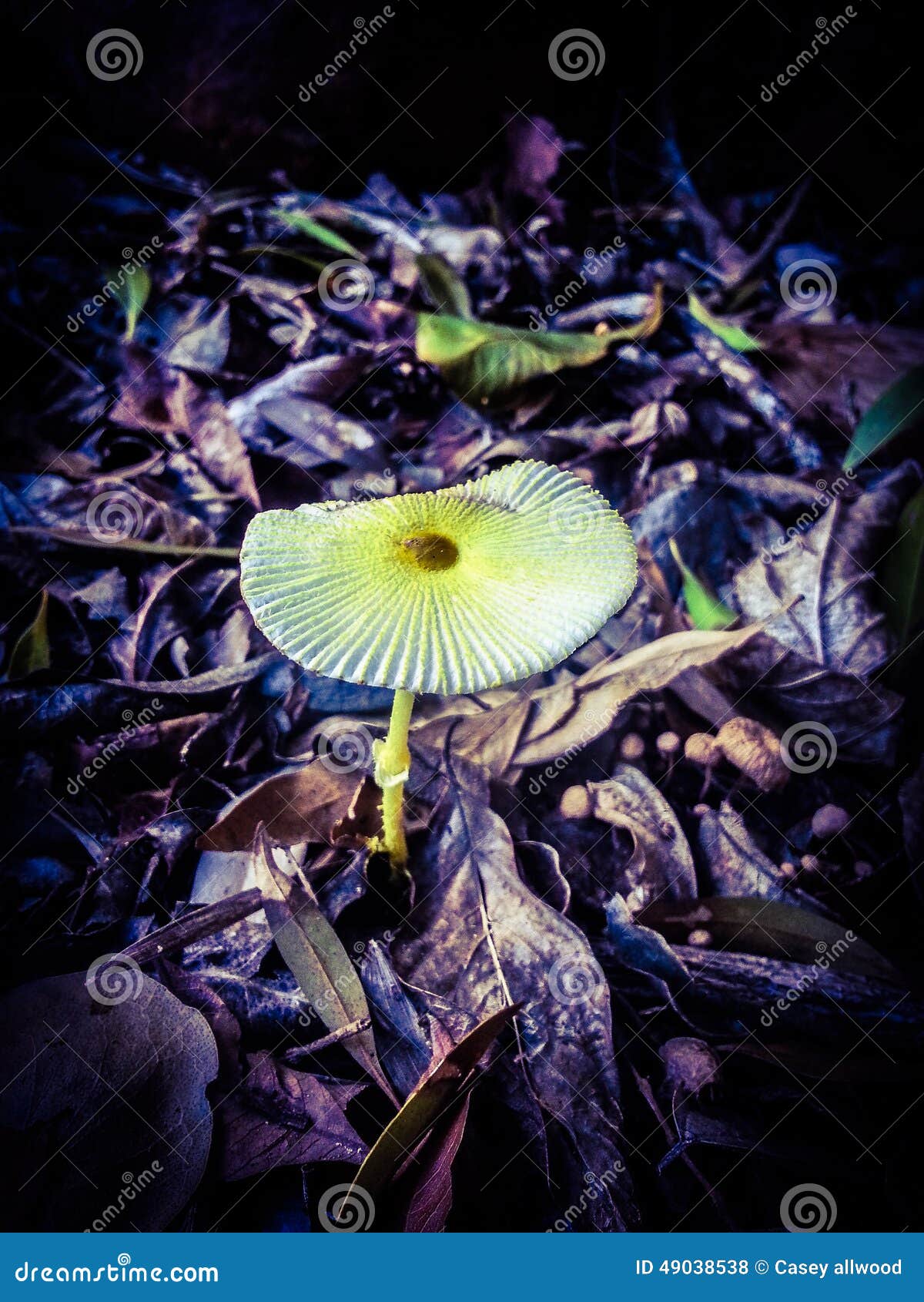 Bumpy Top Mushroom Stock Photos - Free & Royalty-Free Stock Photos from ...