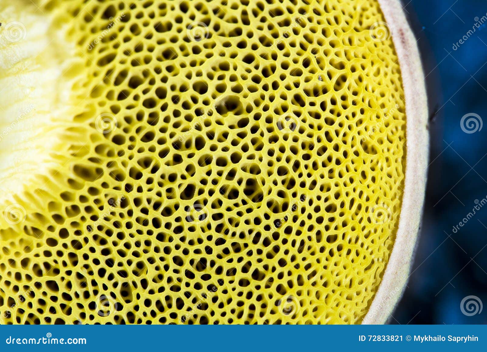 Mushroom with Yellow Spores in Forest Stock Image - Image of spores ...