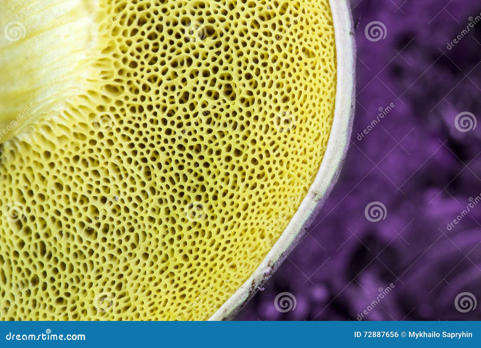 Mushroom with Yellow Spores Stock Photo - Image of vegetable, fungus ...