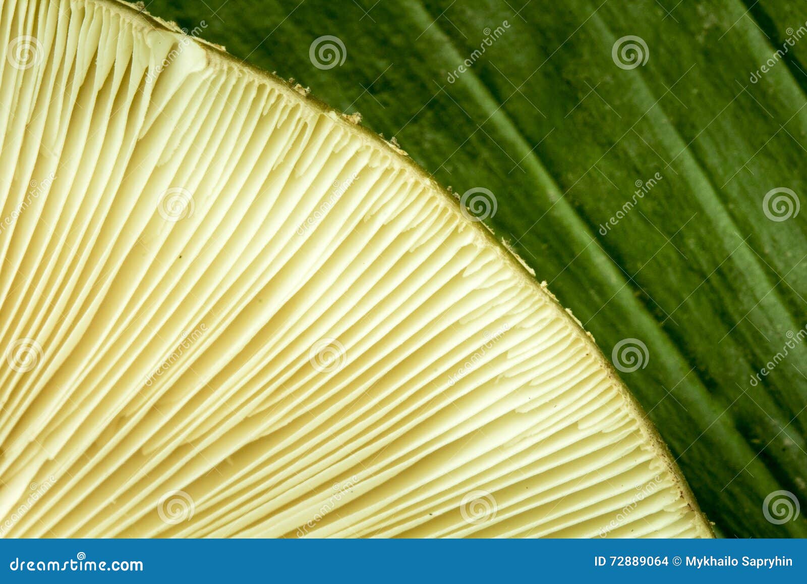 Mushroom with Yellow Spores Stock Photo - Image of spores, fresh: 72889064