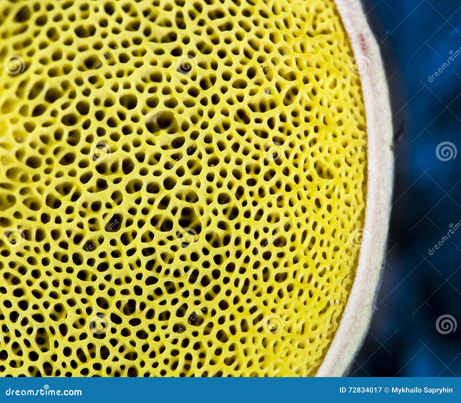 Mushroom with Yellow Spores Inside Stock Image - Image of spores ...